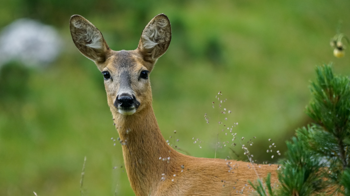 Encontrei um animal selvagem ferido, o que fazer? - VETURGÊNCIAS
